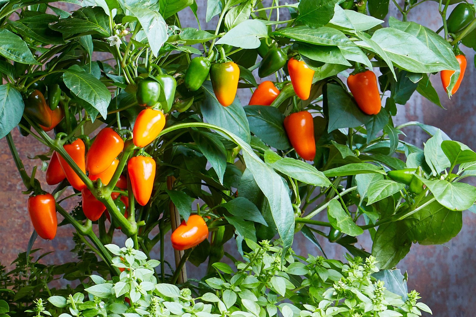 12 dicas para cultivar pimentos no interior - truquesjardim.com